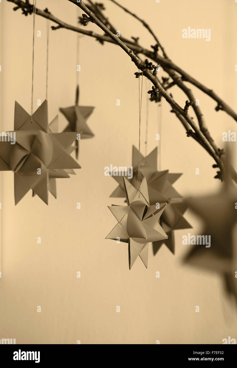 Christmas decoration, Fröbelsterne (Froebel stars) on cherry boughs ...