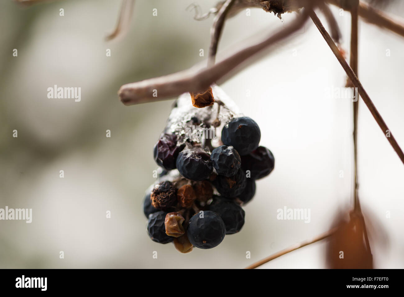 Grapes in the snow Stock Photo - Alamy