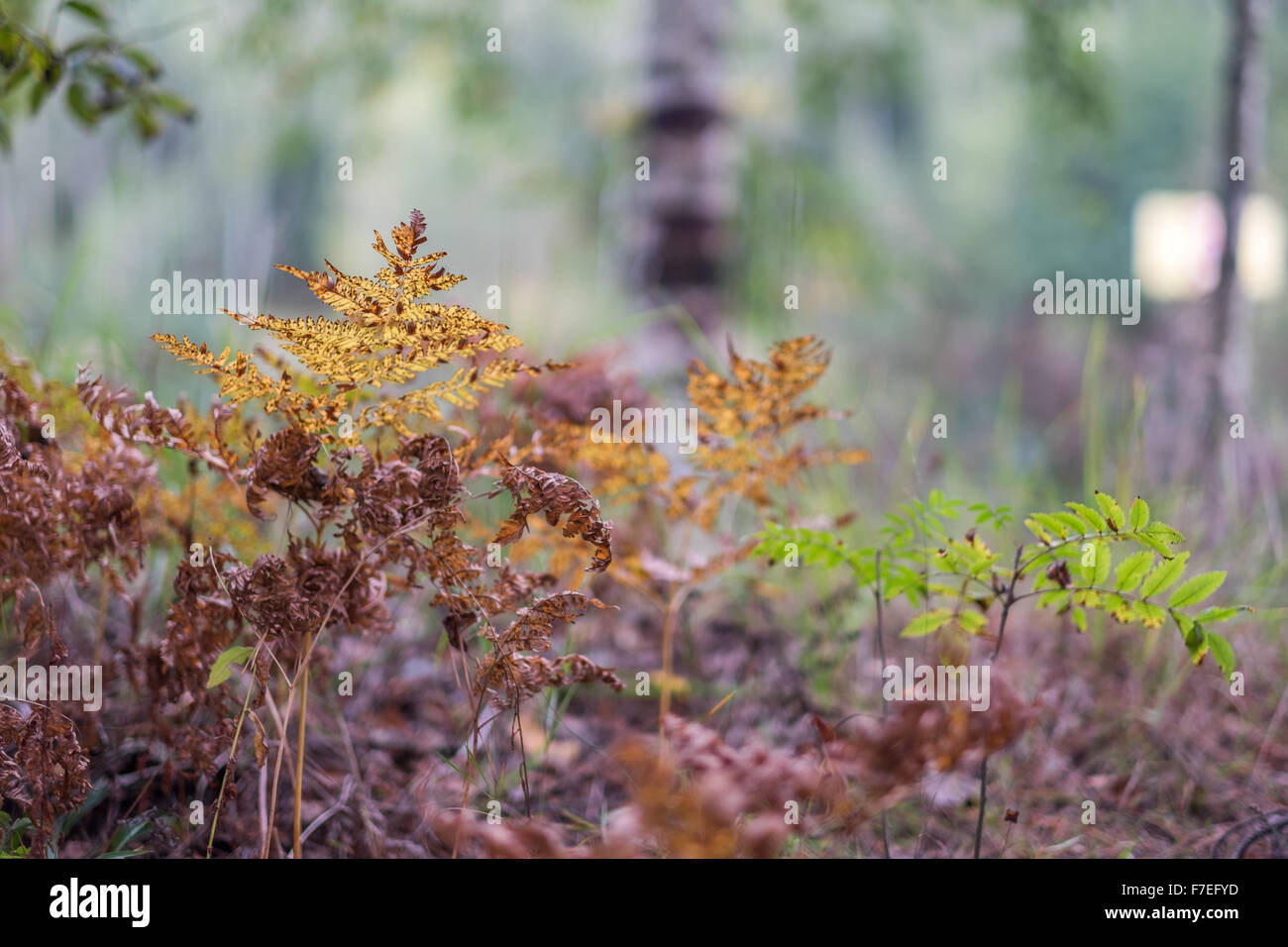 Pale fall hi-res stock photography and images - Alamy
