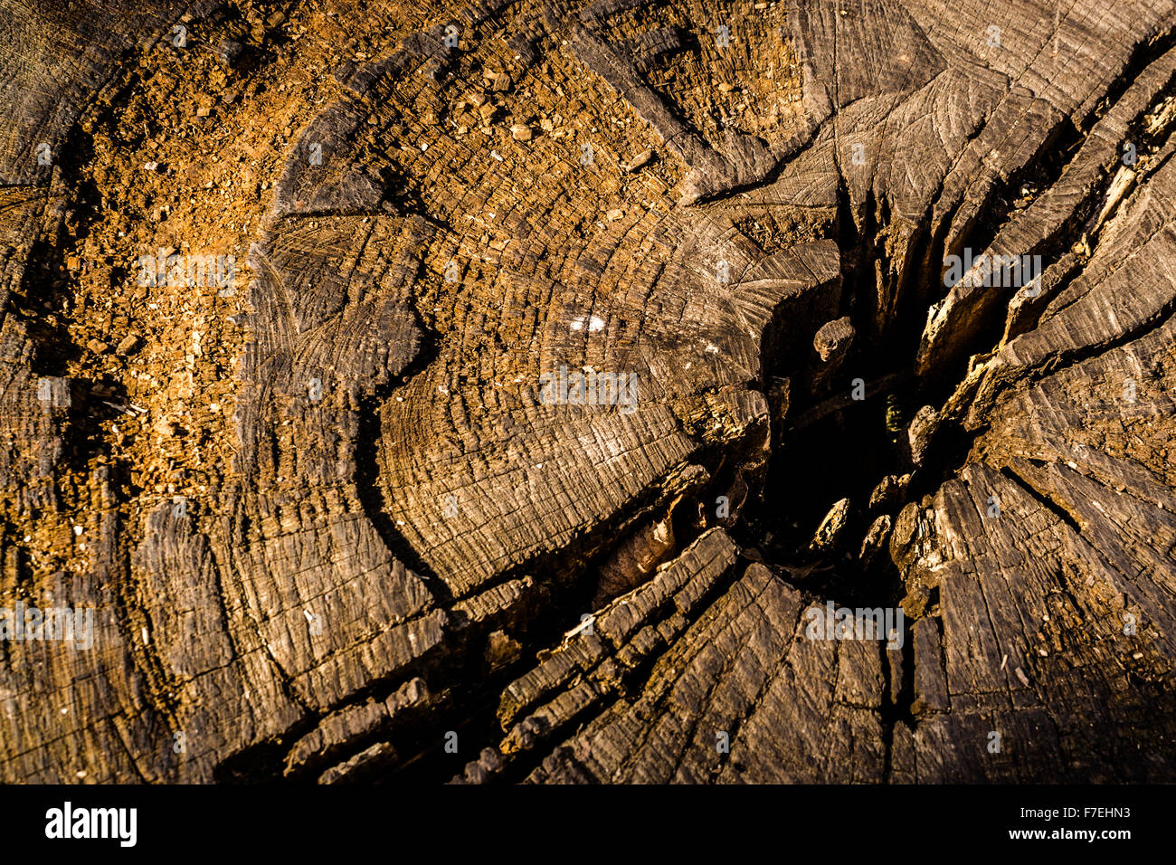 Old tree trunk cut cross section with rotted areas in color Stock Photo ...