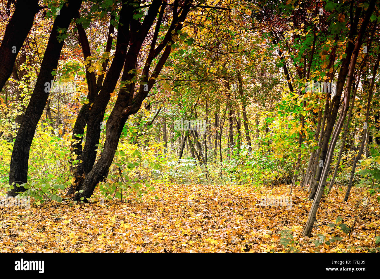 Autumn forest with dark tree bark and golden yellow leaves on the ...