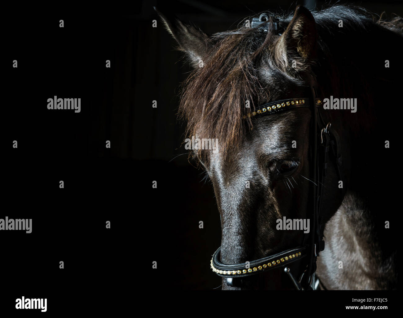 Closeup portrait of black horse in the dark, isolated on black Stock ...