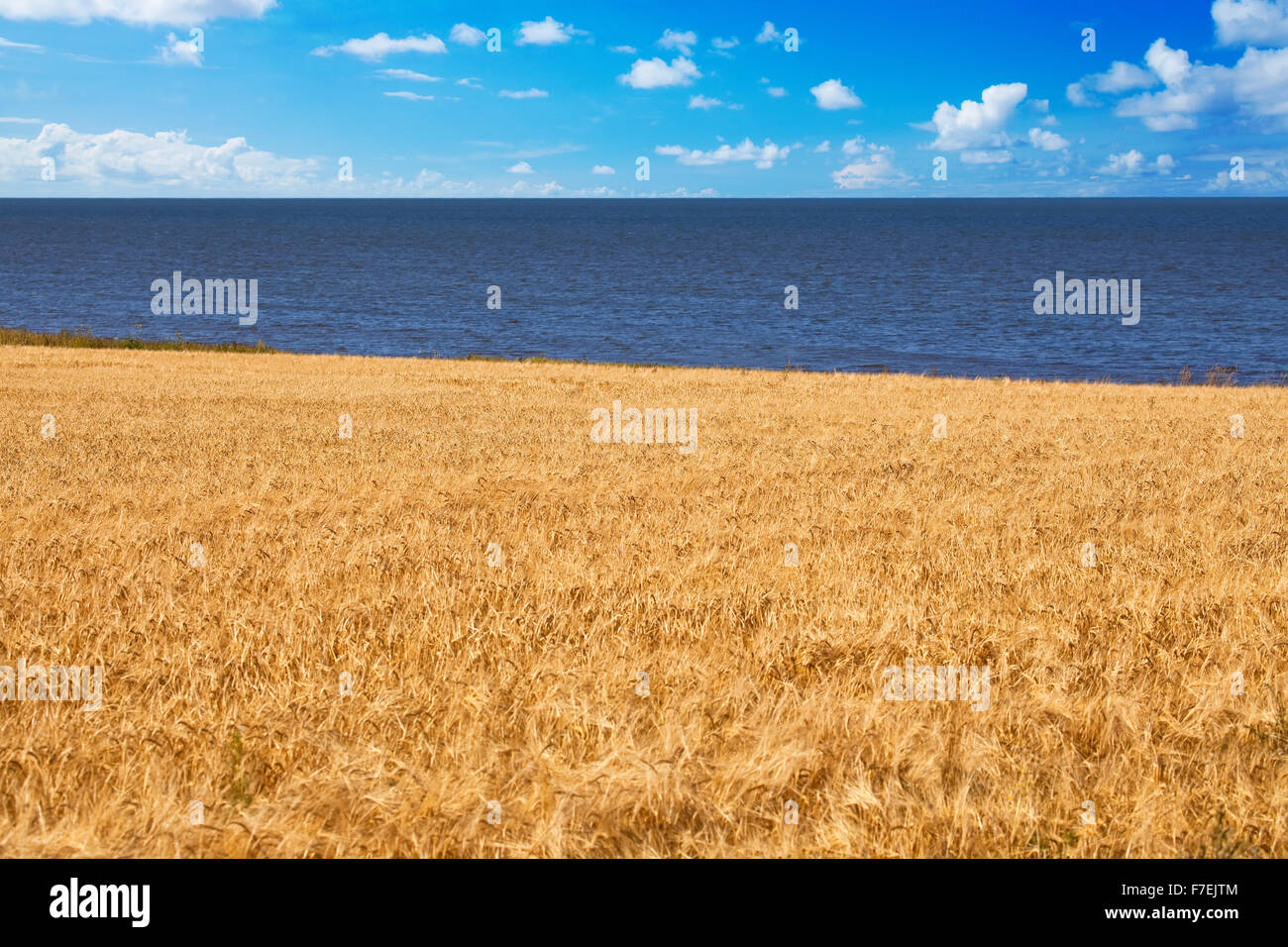 grain field near the sea Stock Photo - Alamy