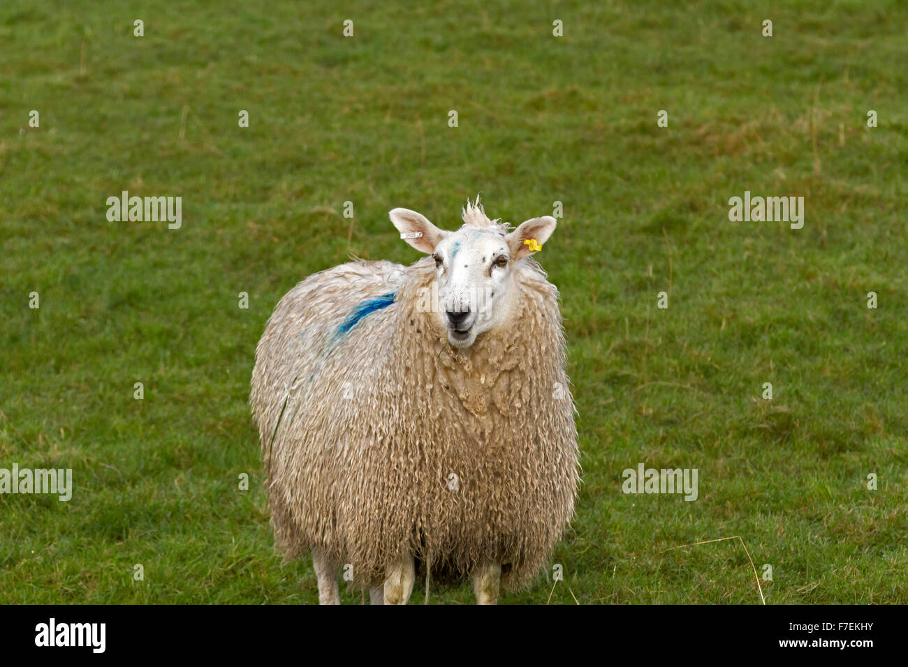 Shawn the sheep hi-res stock photography and images - Alamy