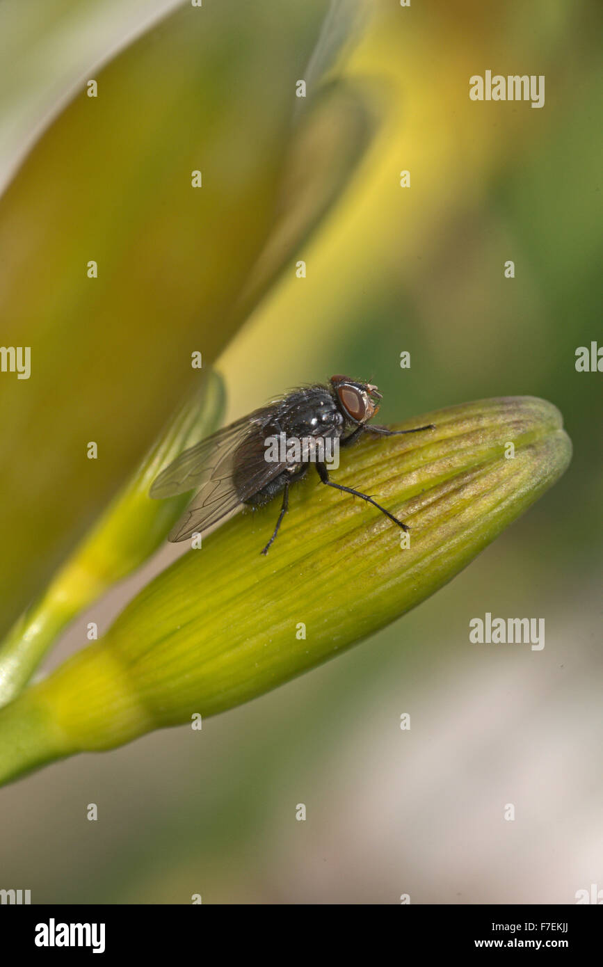 Insects flowers hi-res stock photography and images - Alamy