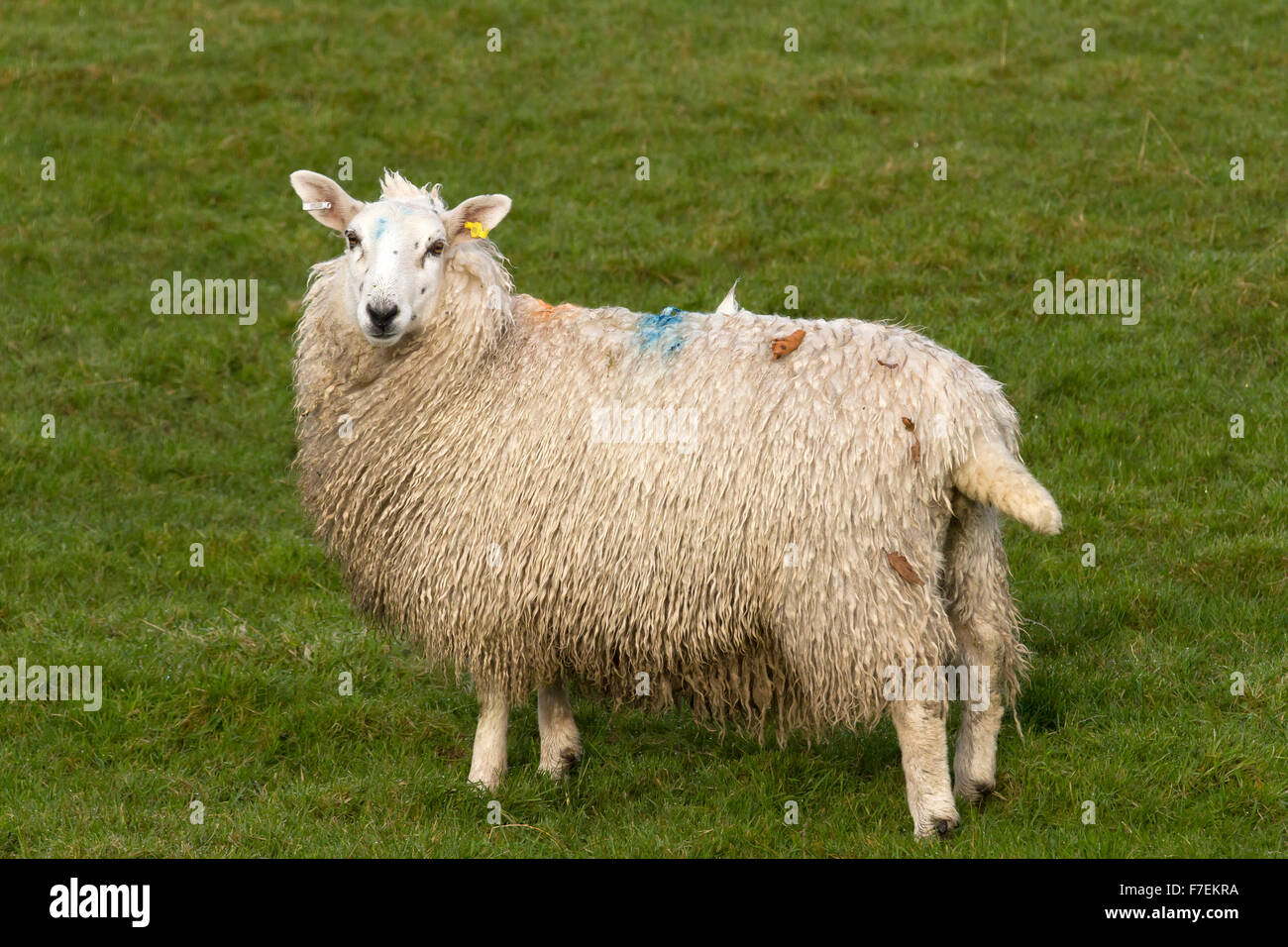 Shawn the sheep hi-res stock photography and images - Alamy