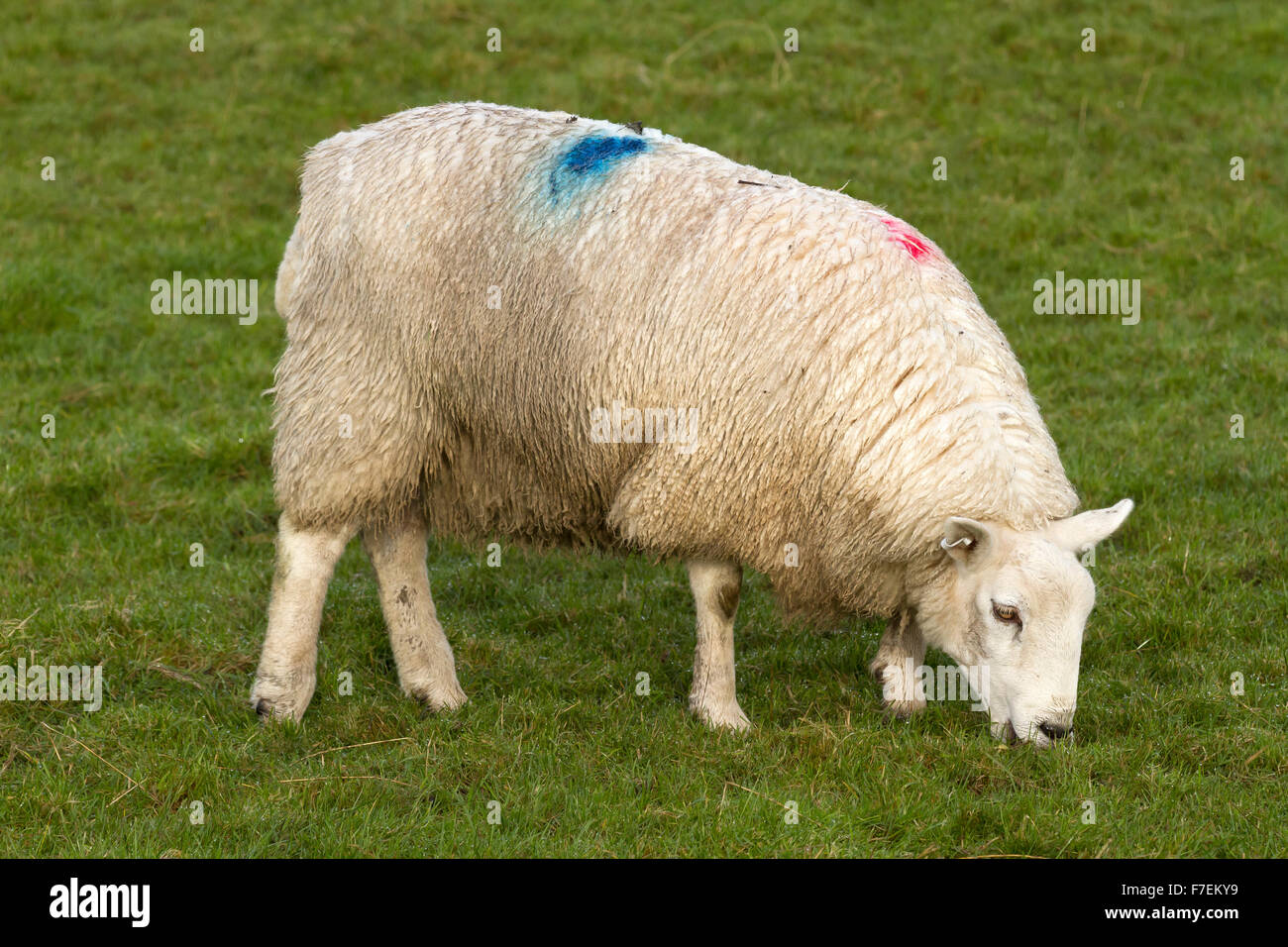 Shawn the sheep hi-res stock photography and images - Alamy