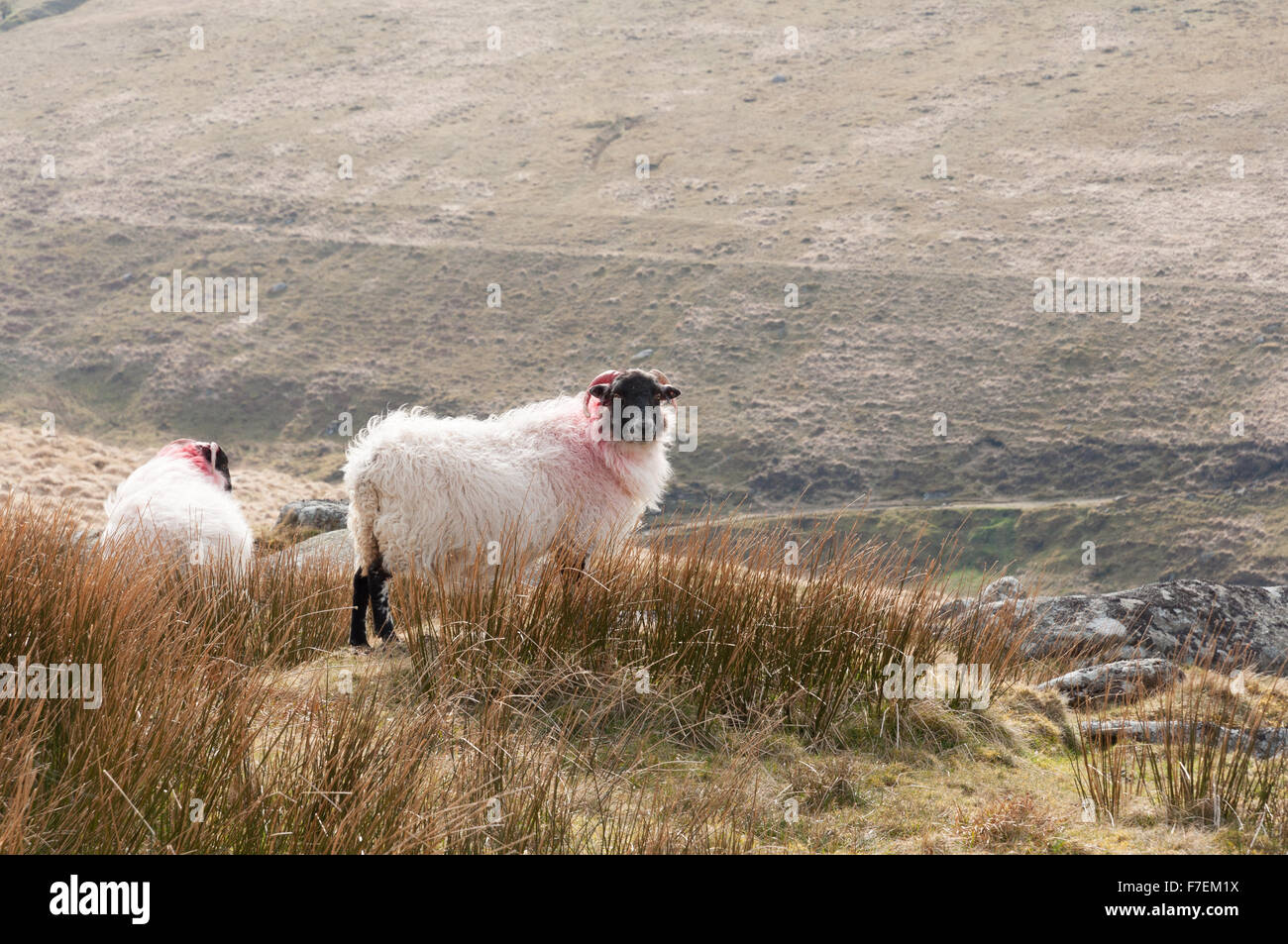 Two black-faced sheep with red dye marks on moorland slopes below ...
