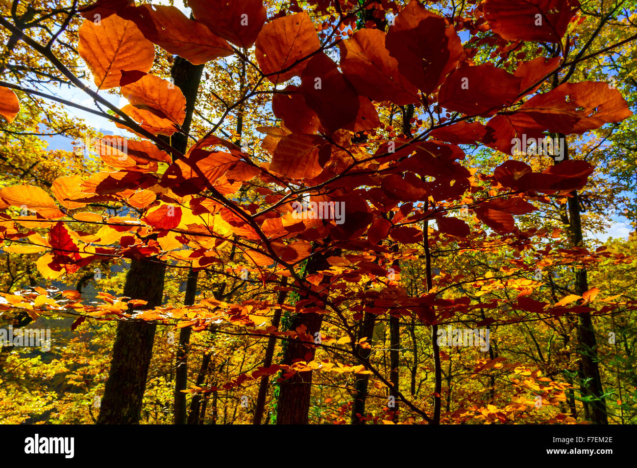 Golden autumnal trees in the forest, nature concept Stock Photo - Alamy