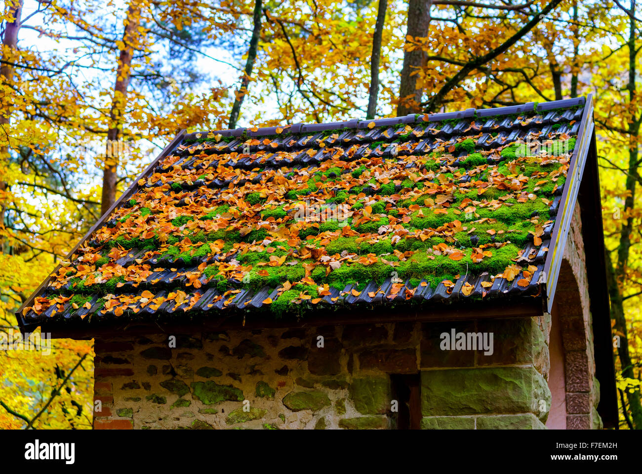 Golden autumnal trees in the forest, nature concept Stock Photo - Alamy