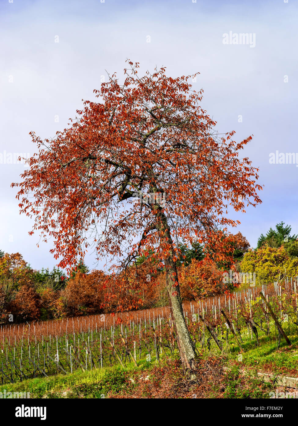 Concept last colors of the season hi-res stock photography and images ...