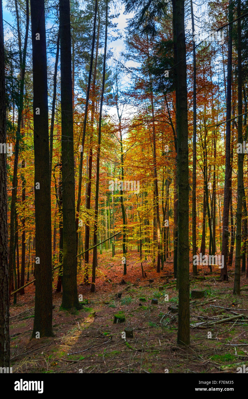 Concept last colors of the season hi-res stock photography and images ...