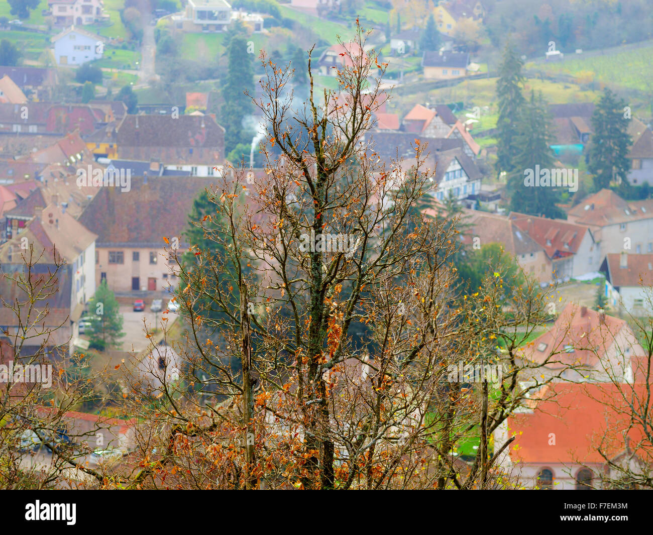 Single tree silhouette autumn day, season concept Stock Photo - Alamy