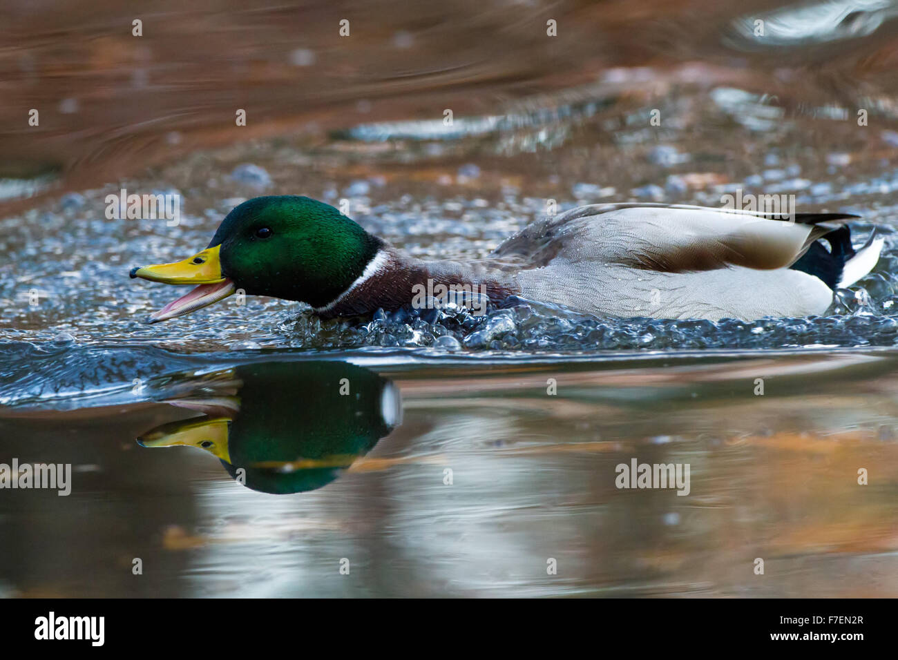 male mallard swimming fast Stock Photo - Alamy