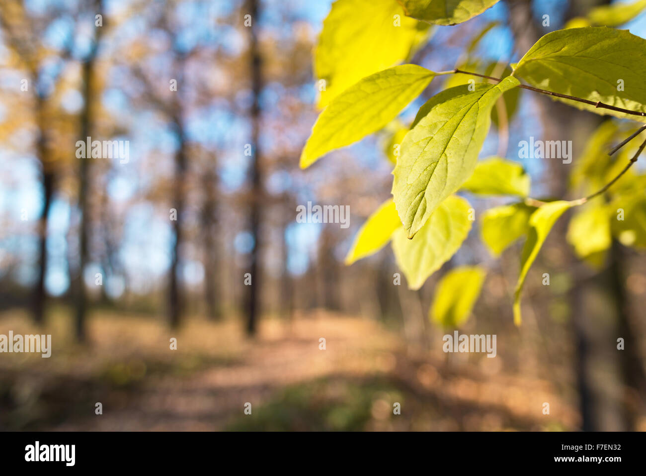 detail of dry foliage in the forest Stock Photo - Alamy