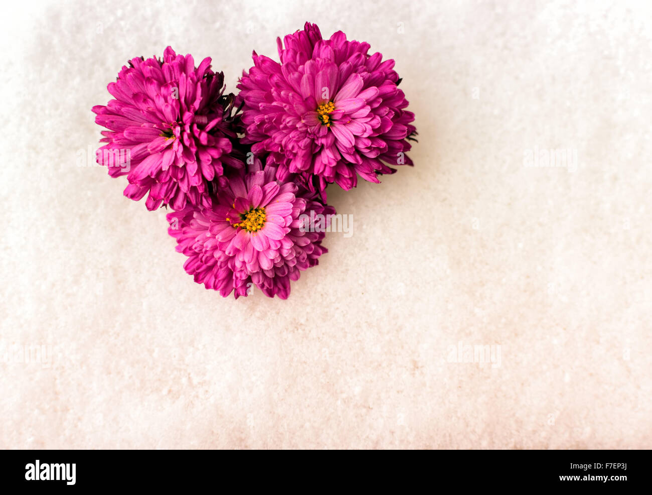 Three pink Chrysanthemum flowers without stalks lay on a white snow ...