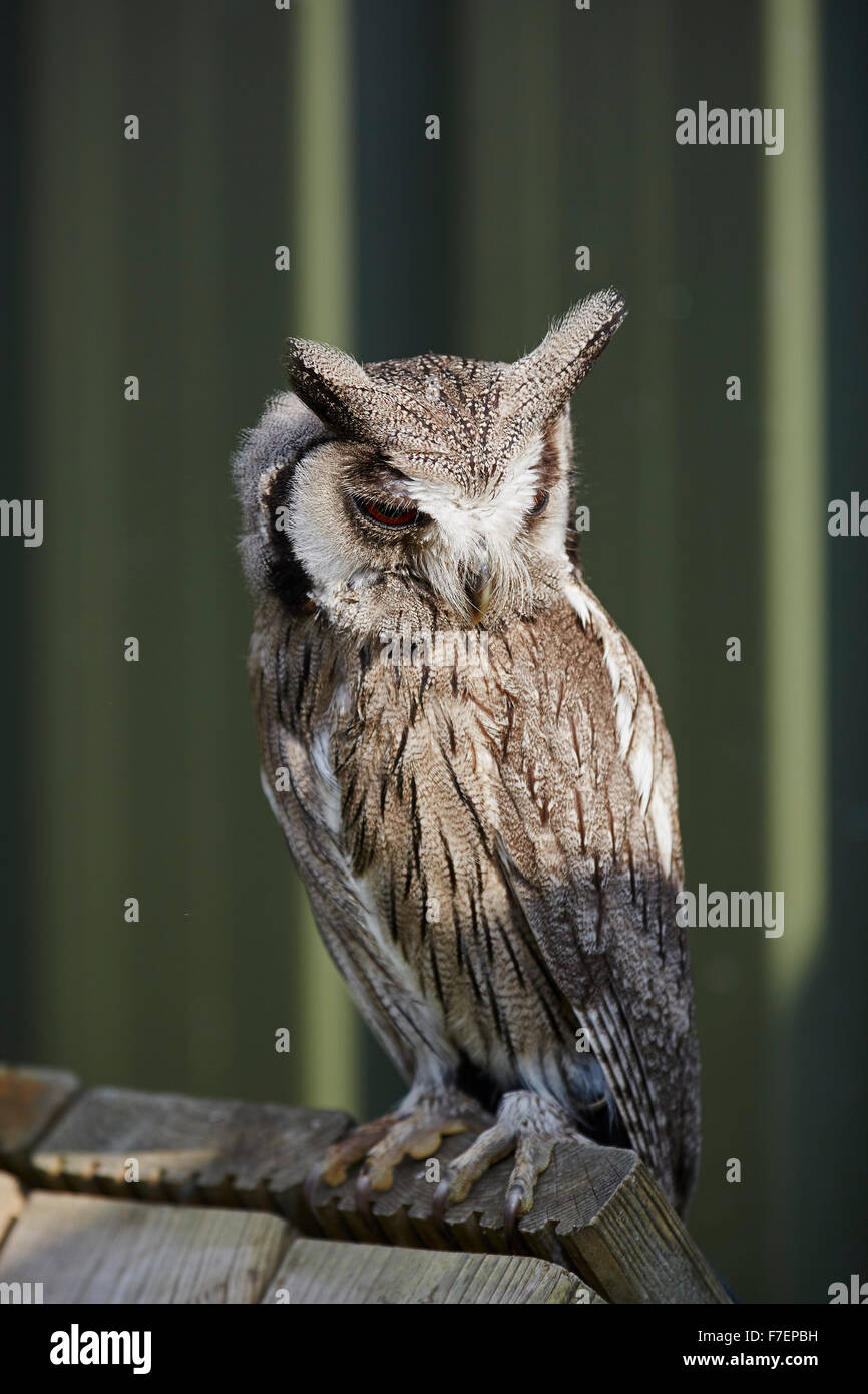 Captive White faced scops owl,Ptilopsis leucotis,with a green ...