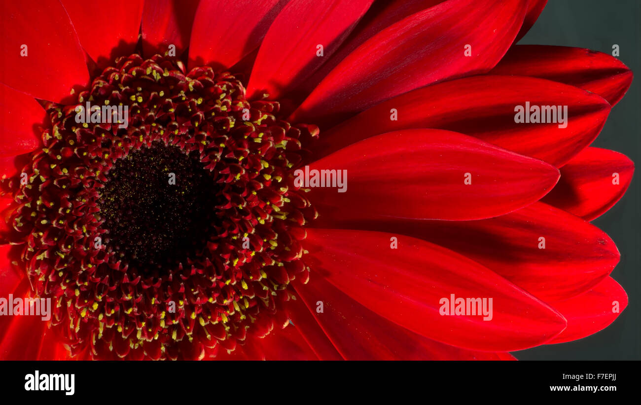 Pollen producing stamens hi-res stock photography and images - Alamy