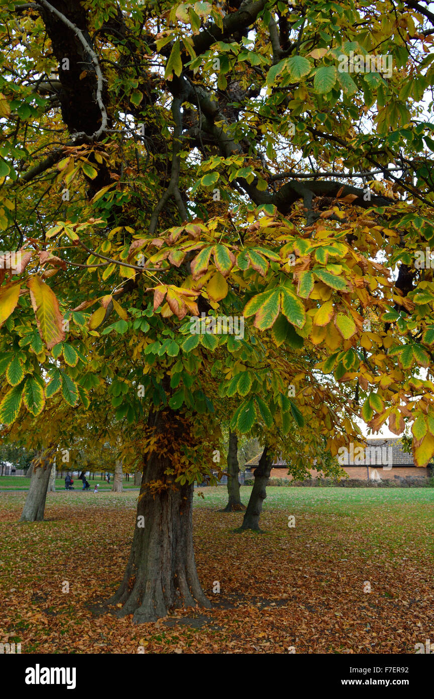 Autumn leaves in the park Stock Photo - Alamy