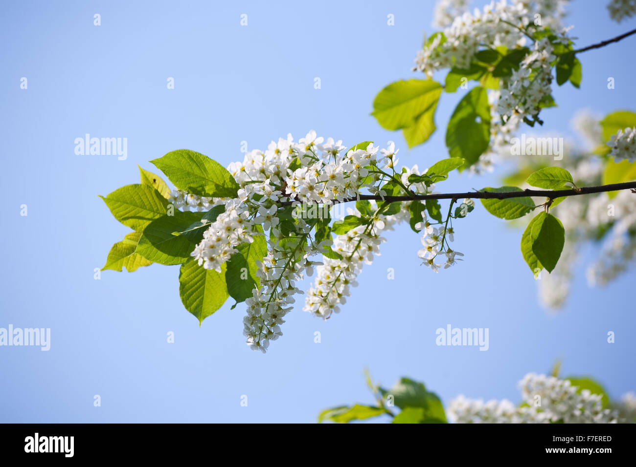 branch of bird cherry in the sunshine in spring Stock Photo - Alamy