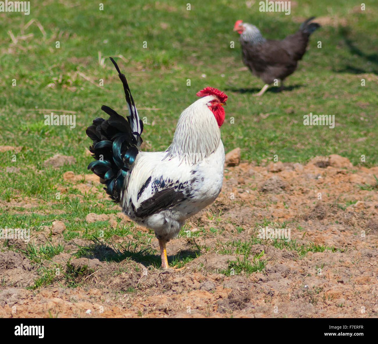 A grey rooster on green grass background Stock Photo - Alamy