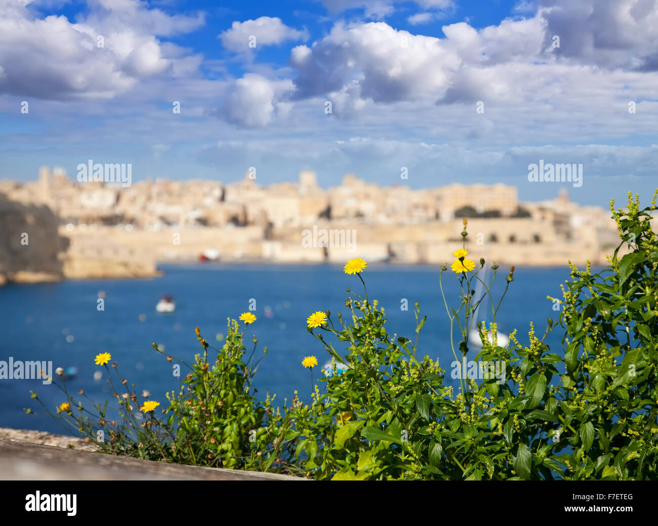 Yellow flowers on fortress wall against old Malta Stock Photo - Alamy