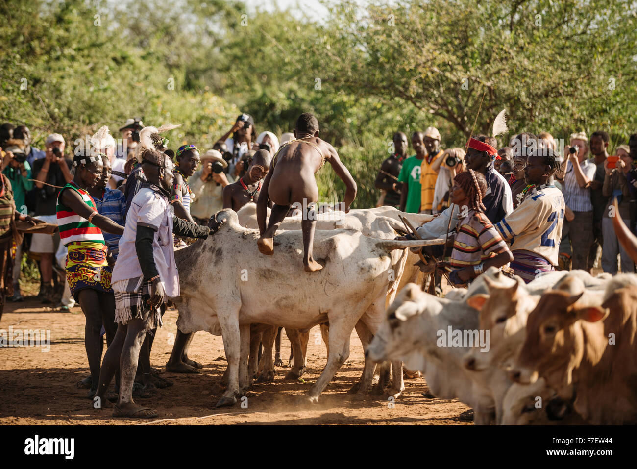 Jumping of the Bulls Ceremony, Hamar Tribe, Turmi, Omo Valley, Ethiopia ...