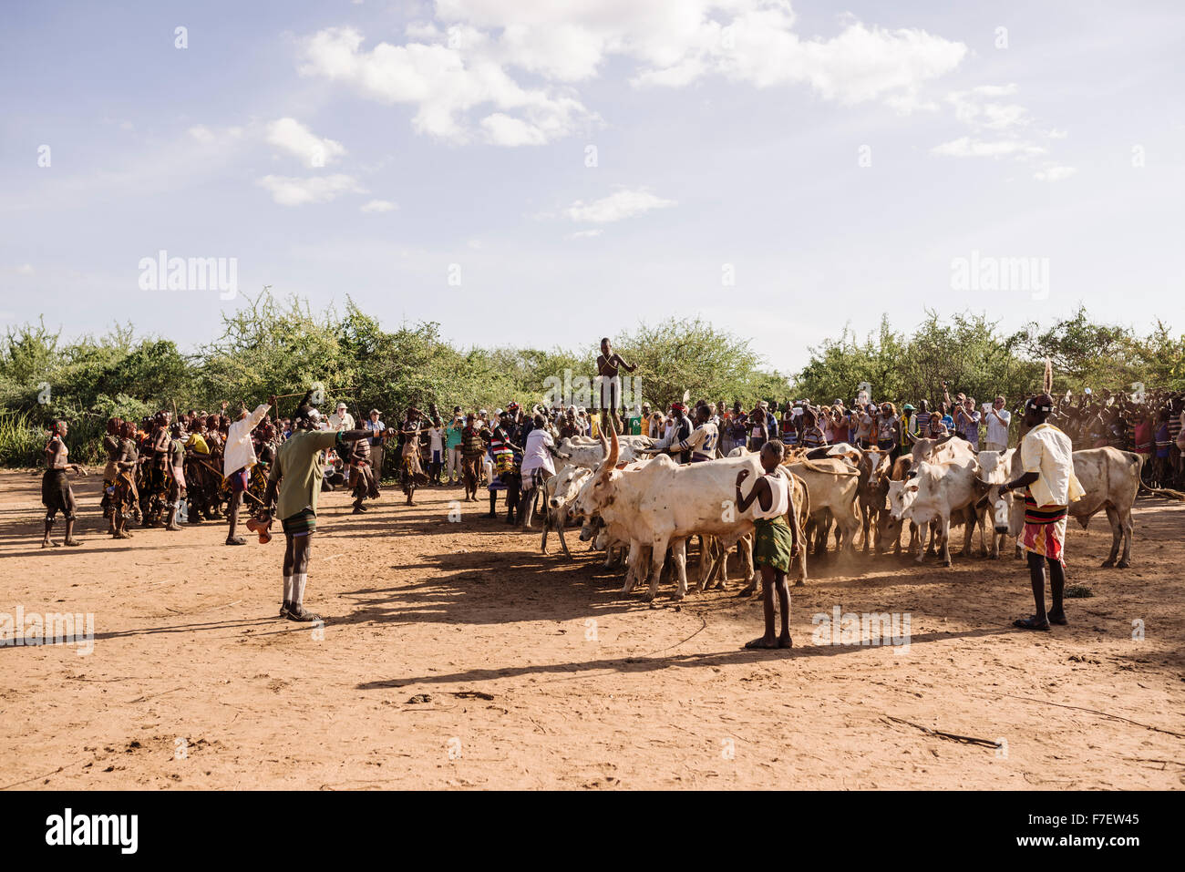 Jumping of the Bulls Ceremony, Hamar Tribe, Turmi, Omo Valley, Ethiopia ...