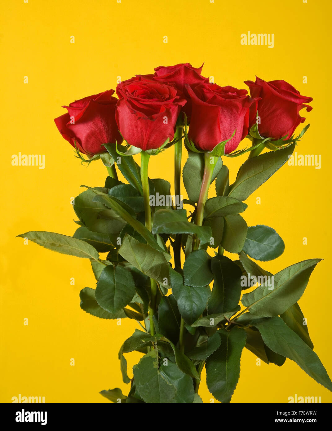 bouquet of scarlet roses on yellow background Stock Photo - Alamy