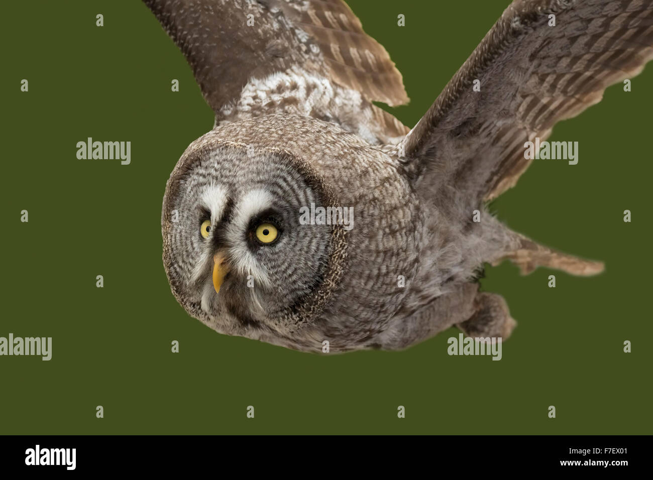 Closeup of a great gray owl (Strix nebulosa) in-flight Stock Photo - Alamy