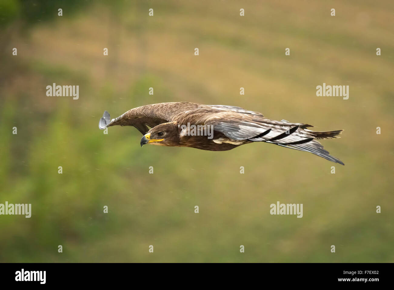 Golden eagle, Aquila chrysaetos, in flight while hunting for a prey ...