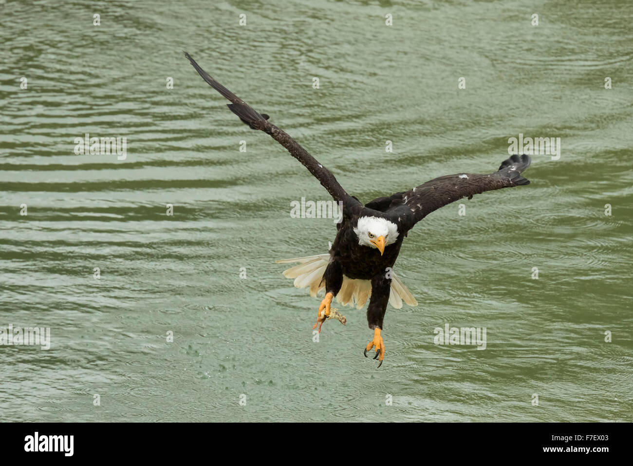 Bald eagle hunting water hi-res stock photography and images - Alamy