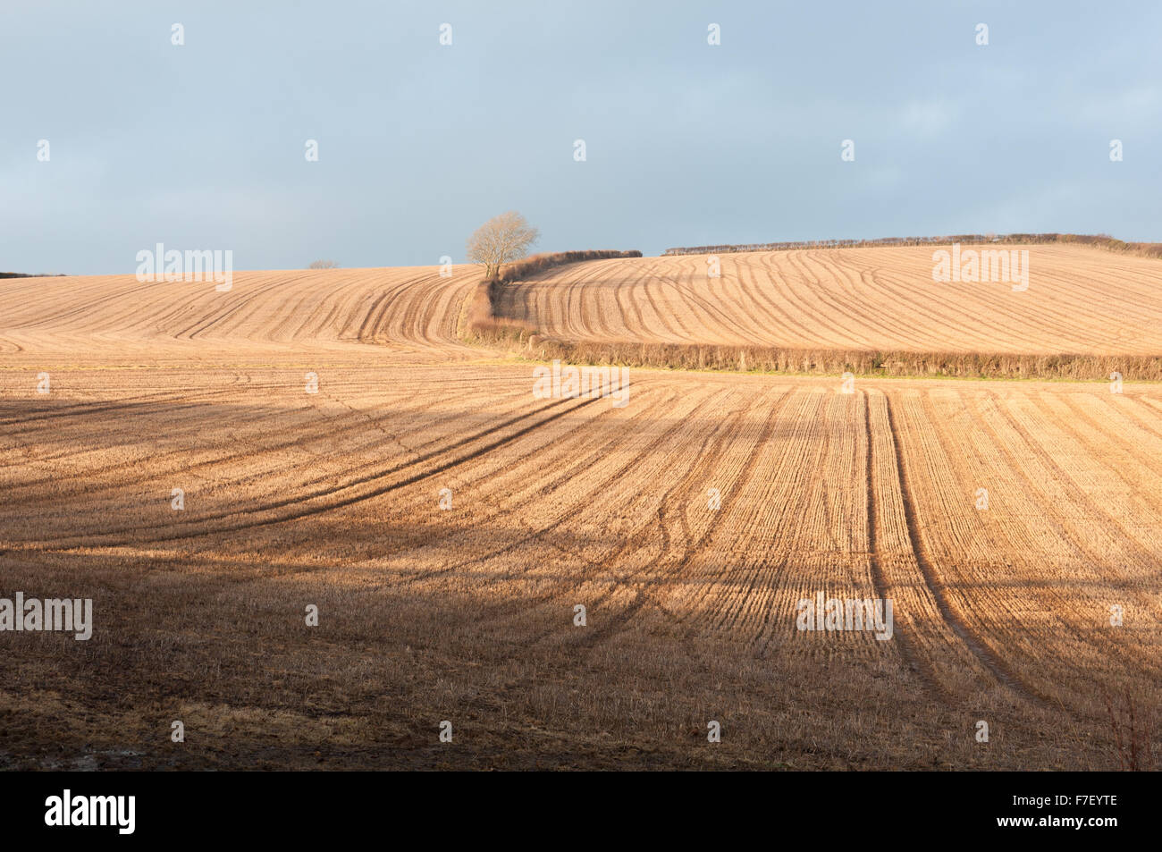 View of golden-brown ridges of stubble in fields after cutting of crops ...