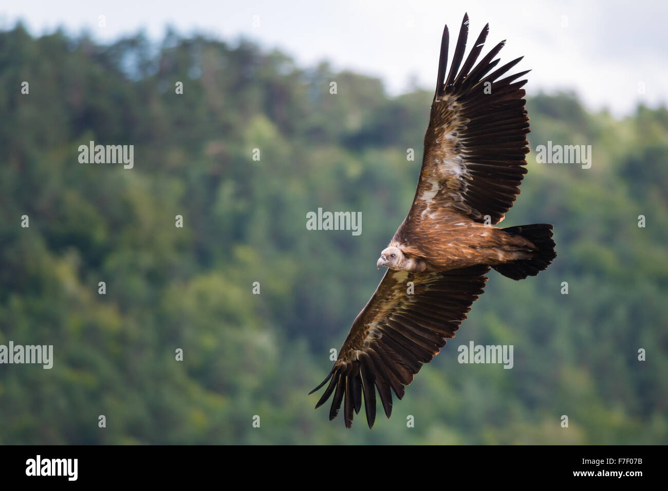 Griffon vulture france hi-res stock photography and images - Alamy