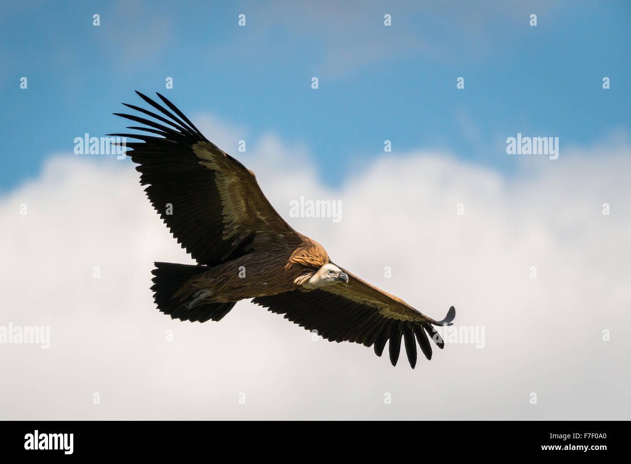 Griffon vulture france hi-res stock photography and images - Alamy