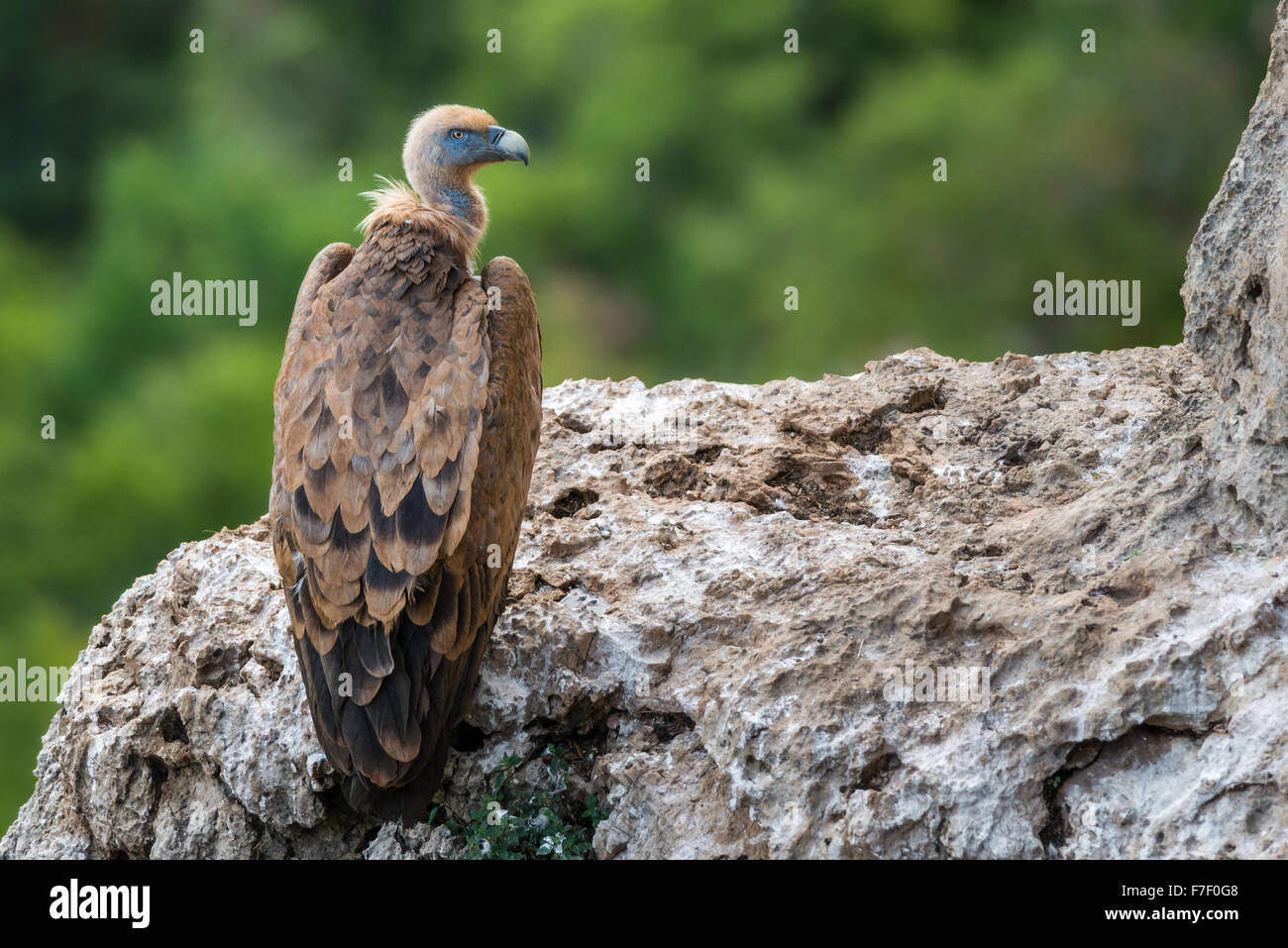 Griffon vulture france hi-res stock photography and images - Alamy