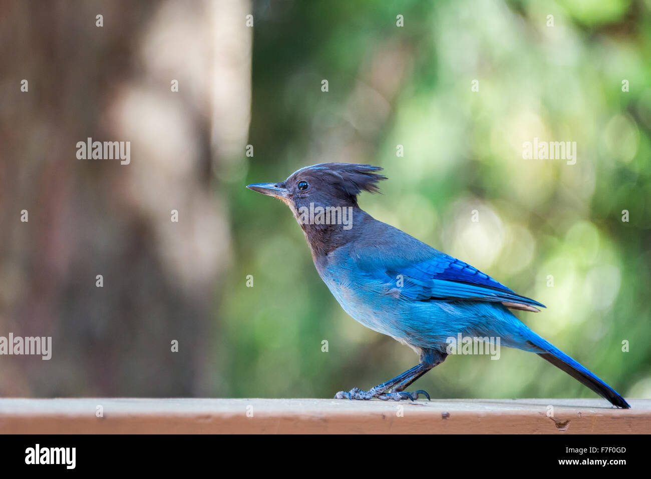 Long crested jay hi-res stock photography and images - Alamy