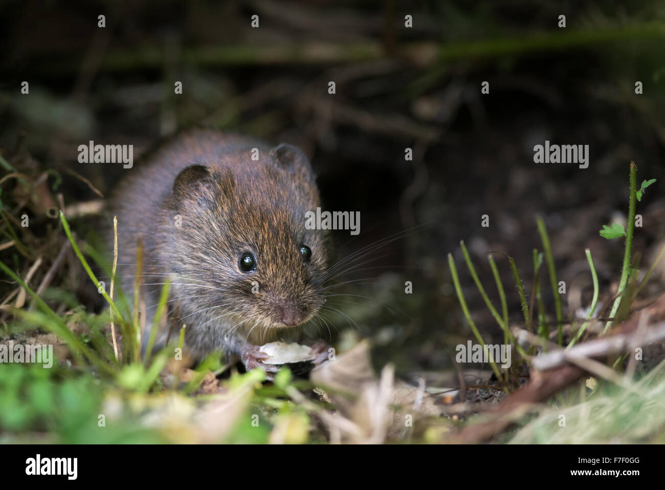 Mouse photography hi-res stock photography and images - Alamy
