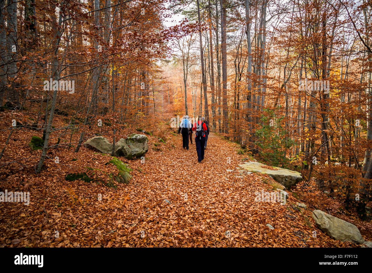 A group of six hikers walking on a path of golden autumn leaves on the ...