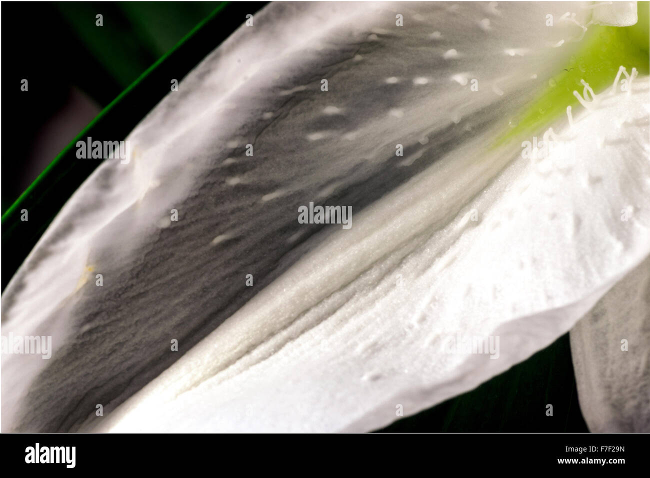 Lilly stigma hi-res stock photography and images - Alamy