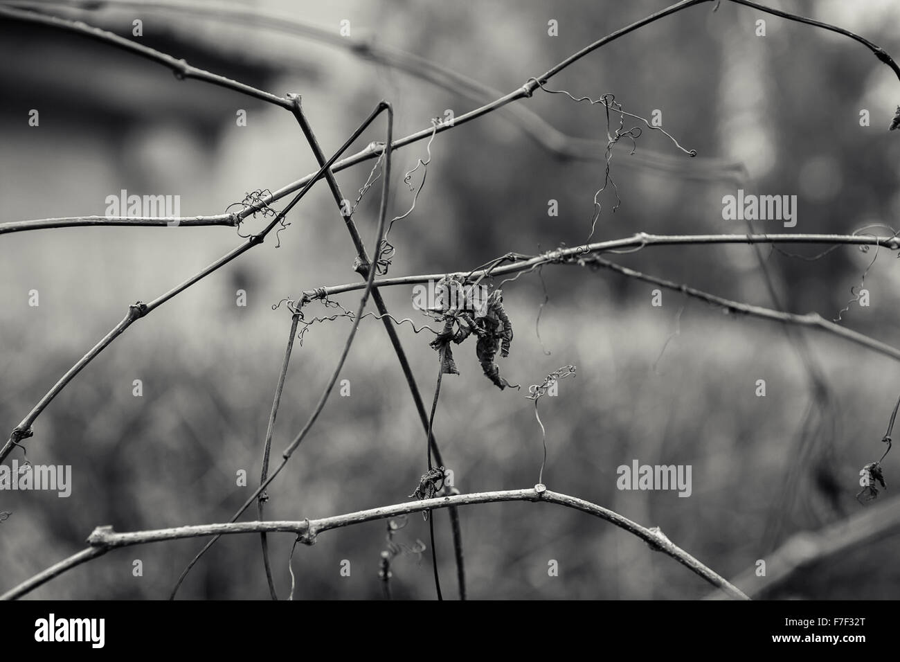 Abstracts nature patterns - black and white Stock Photo - Alamy