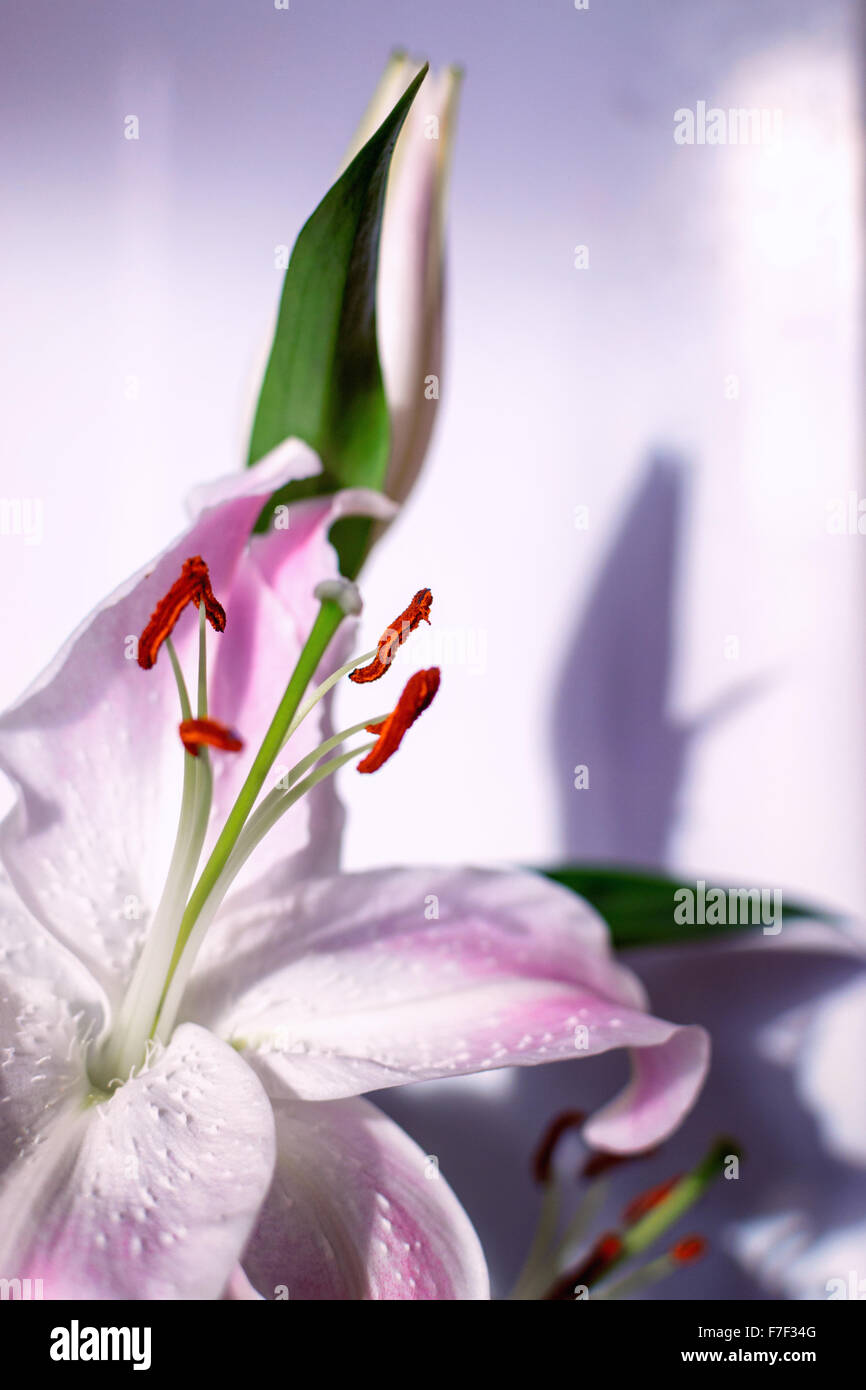White lily plant hi-res stock photography and images - Alamy
