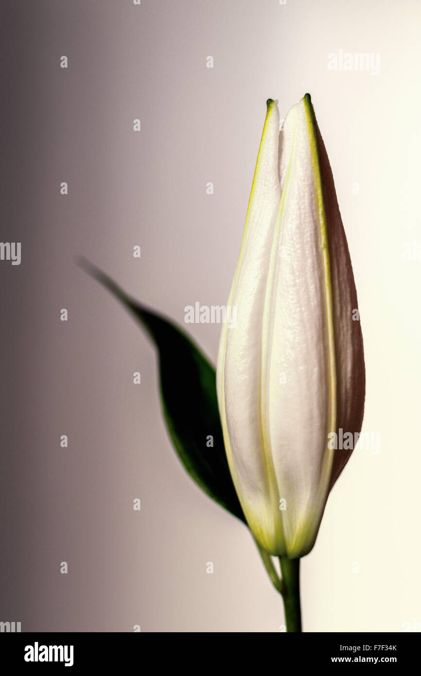 Bnw Flower High Resolution Stock Photography and Images - Alamy