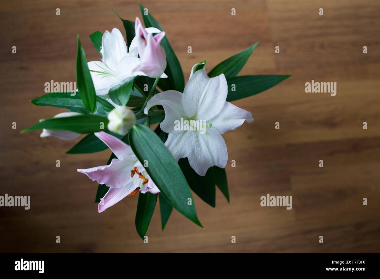 Lily bloom blossom hi-res stock photography and images - Alamy