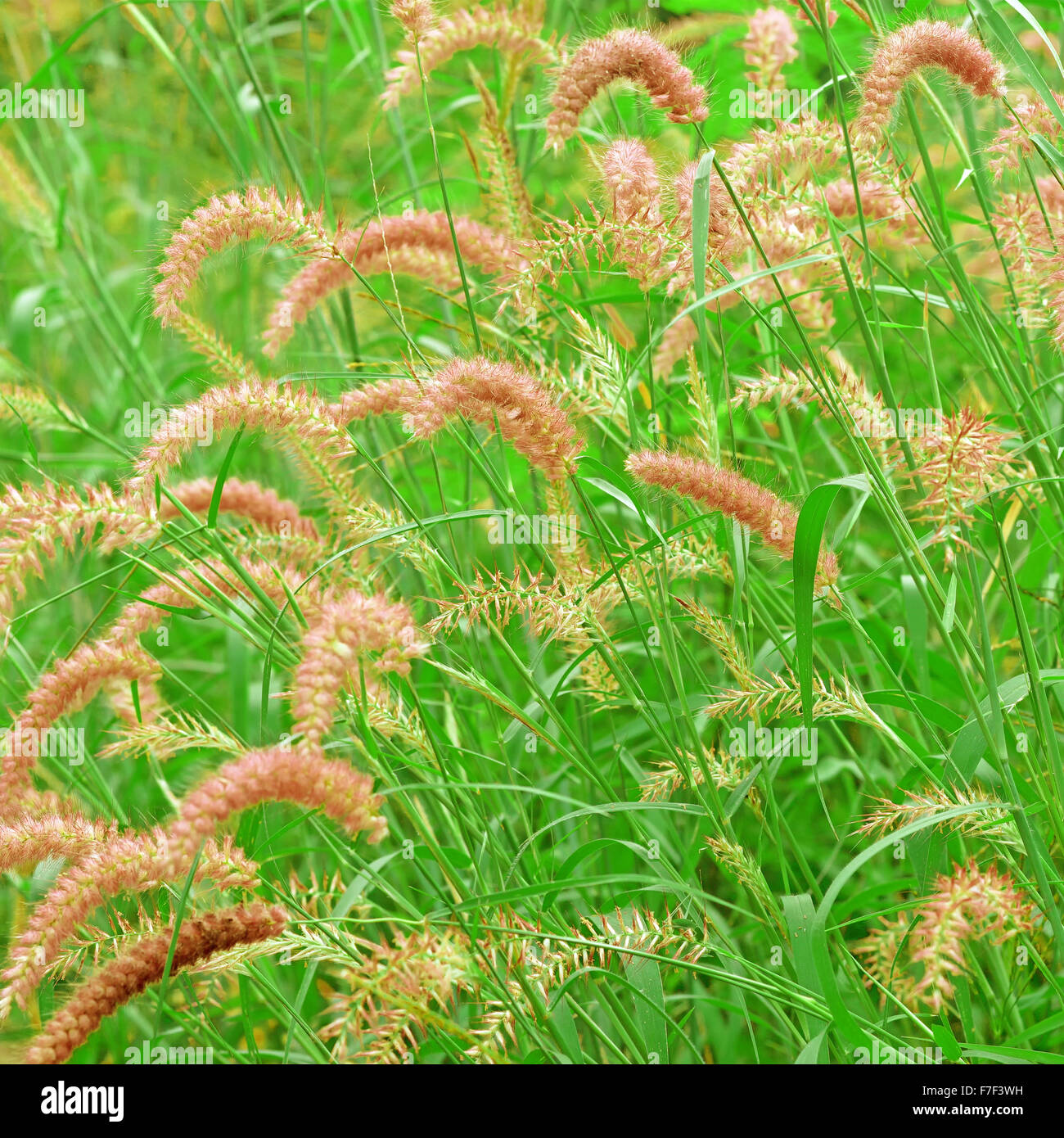 setaceum pennisetum or gramineae grass Stock Photo - Alamy