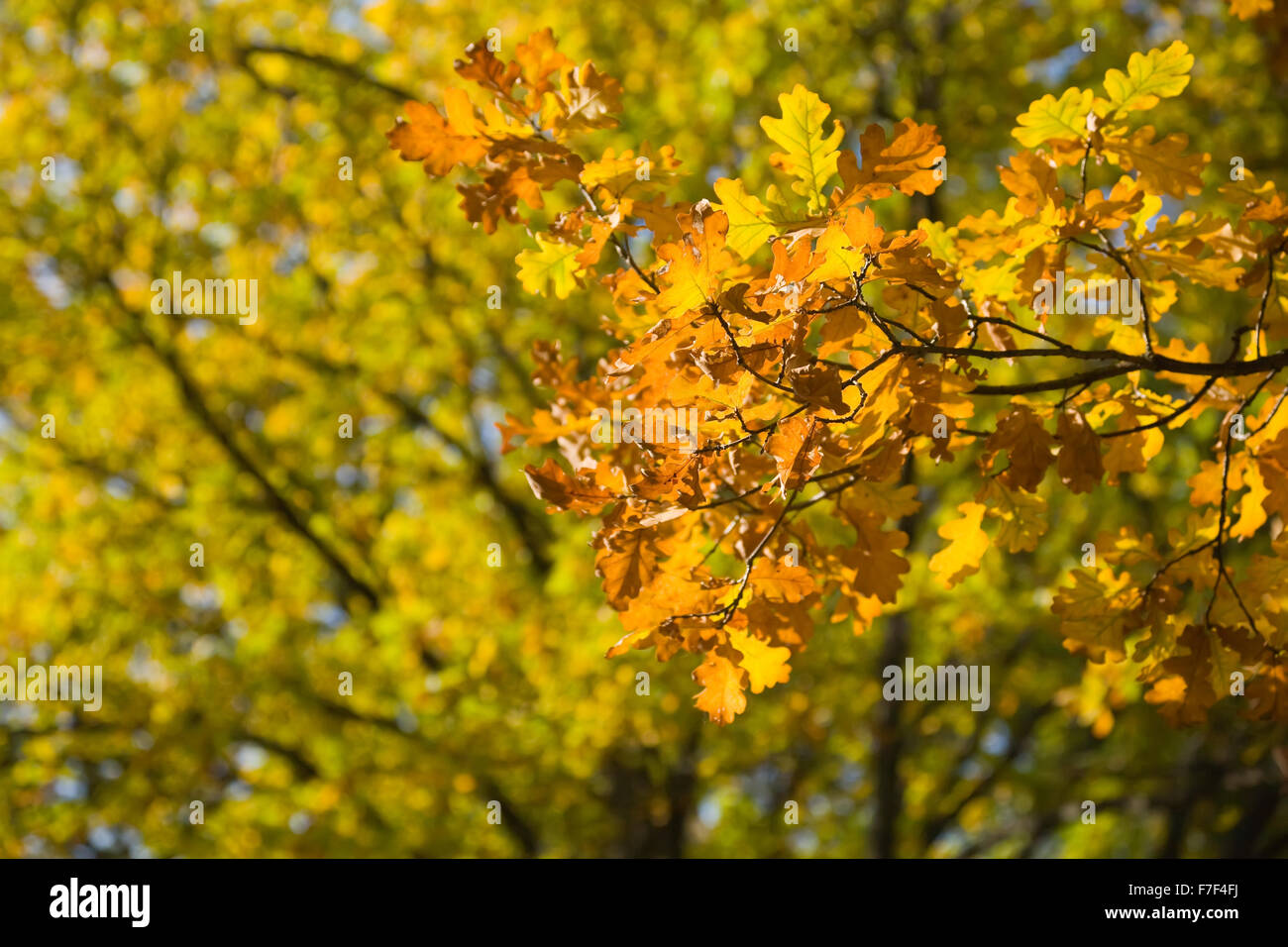 Autumn oak tree leaves in the sunshine in autumn Stock Photo - Alamy