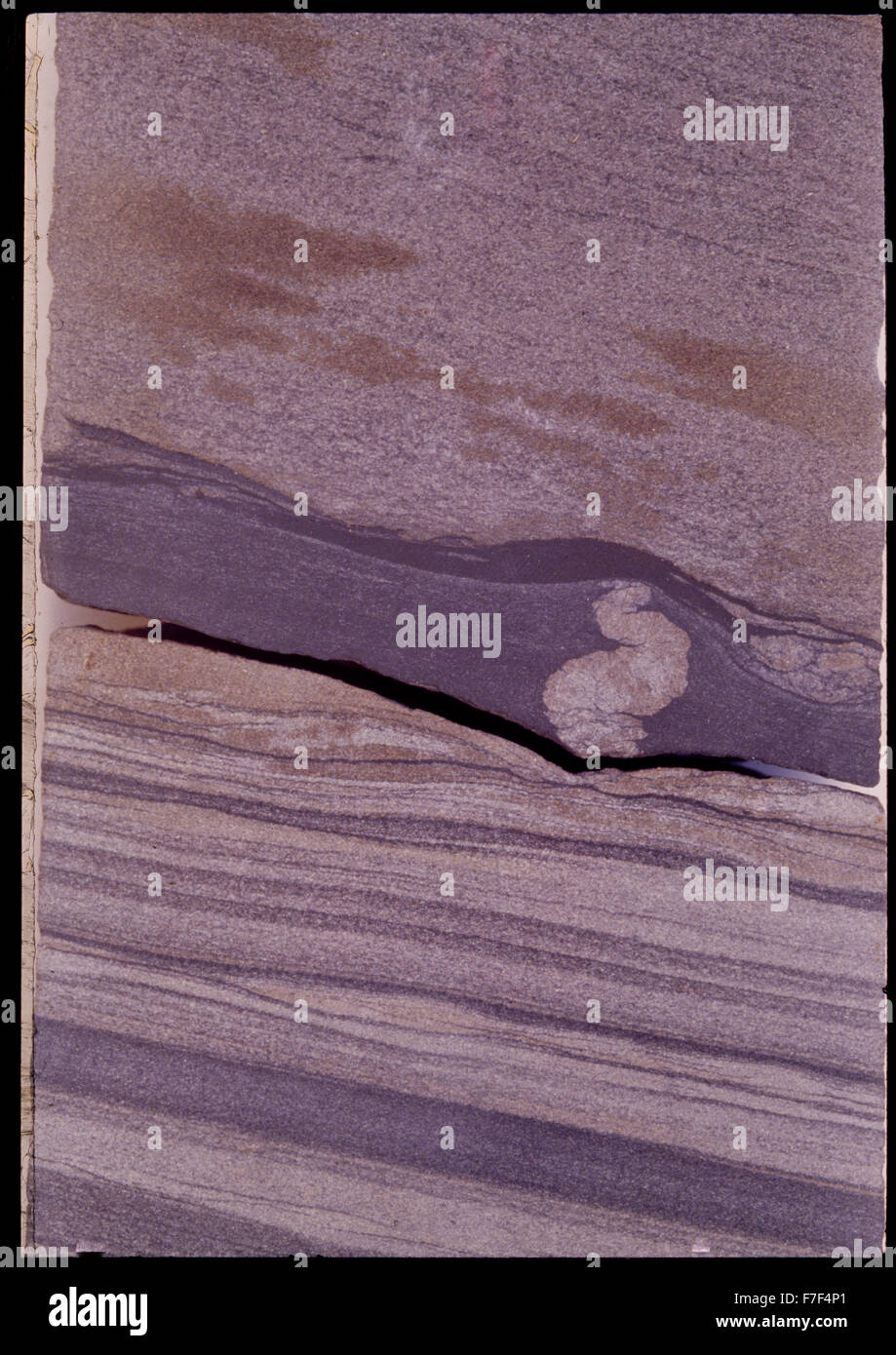 Reworking of sediments by animals hi-res stock photography and images ...