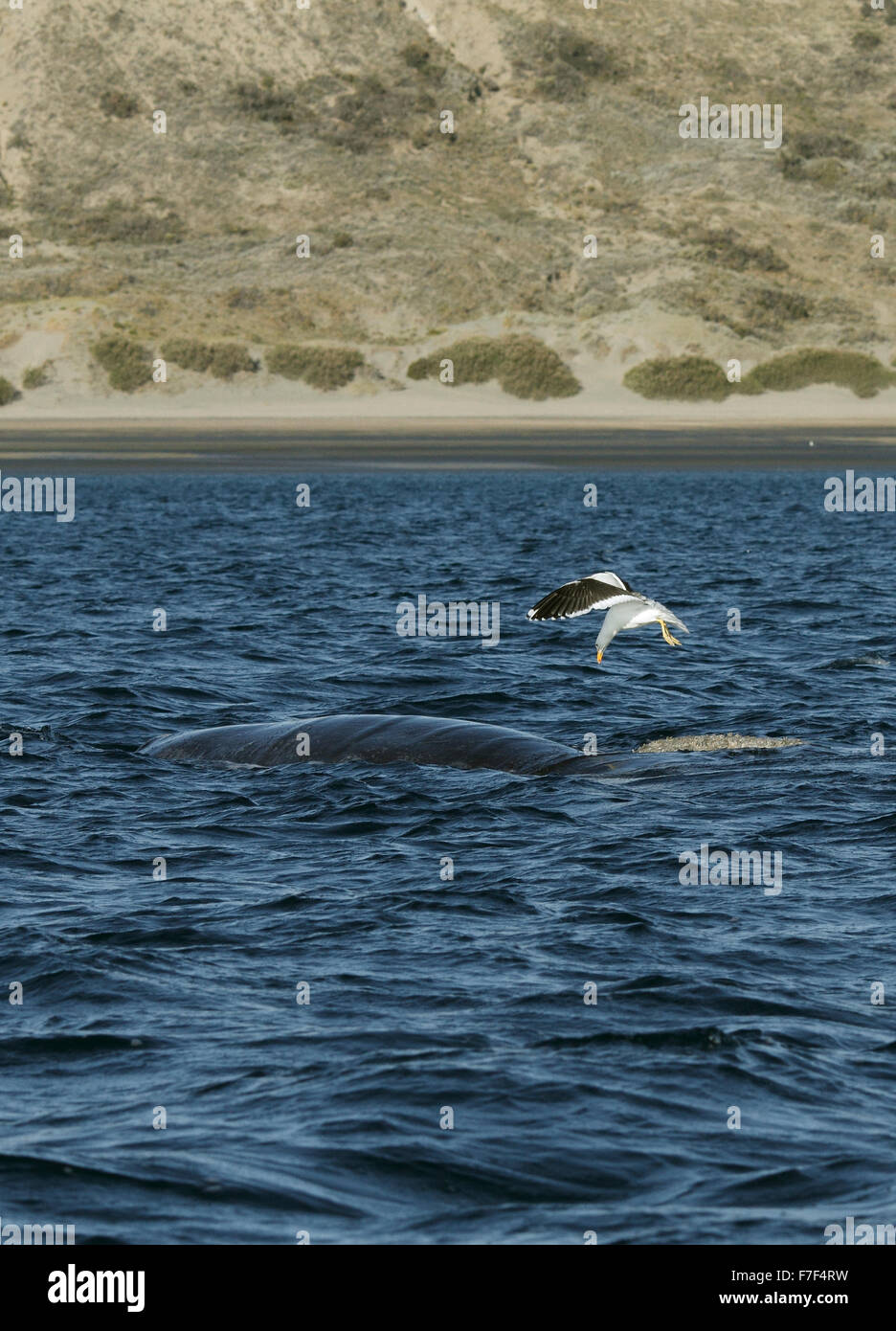 Southern right Whale (Eubalaena. australis) being attacked by a kelp ...