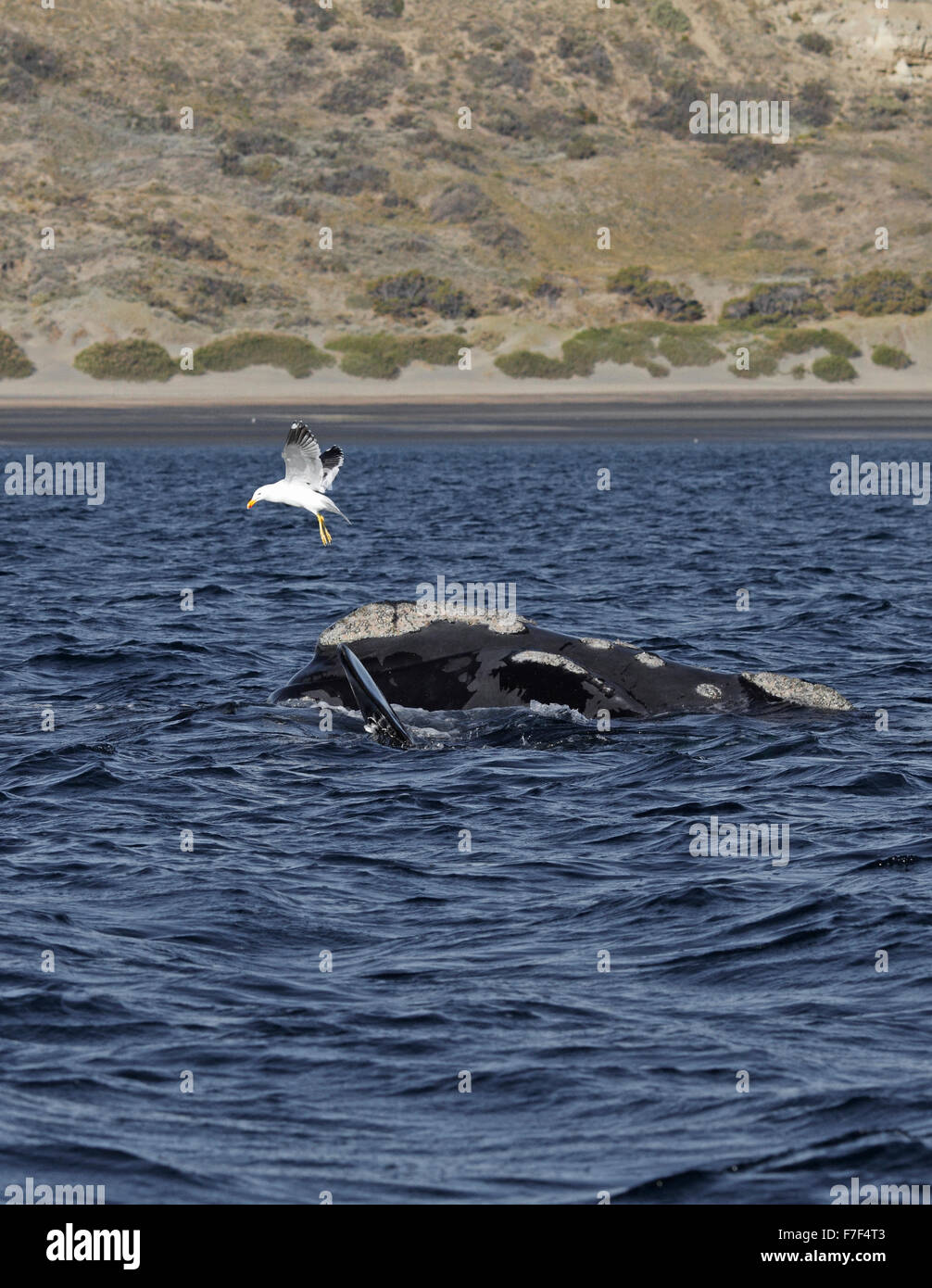 Southern right Whale (Eubalaena. australis) being attacked by a kelp ...