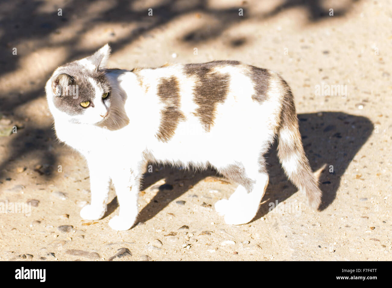 Thai cat hi-res stock photography and images - Alamy